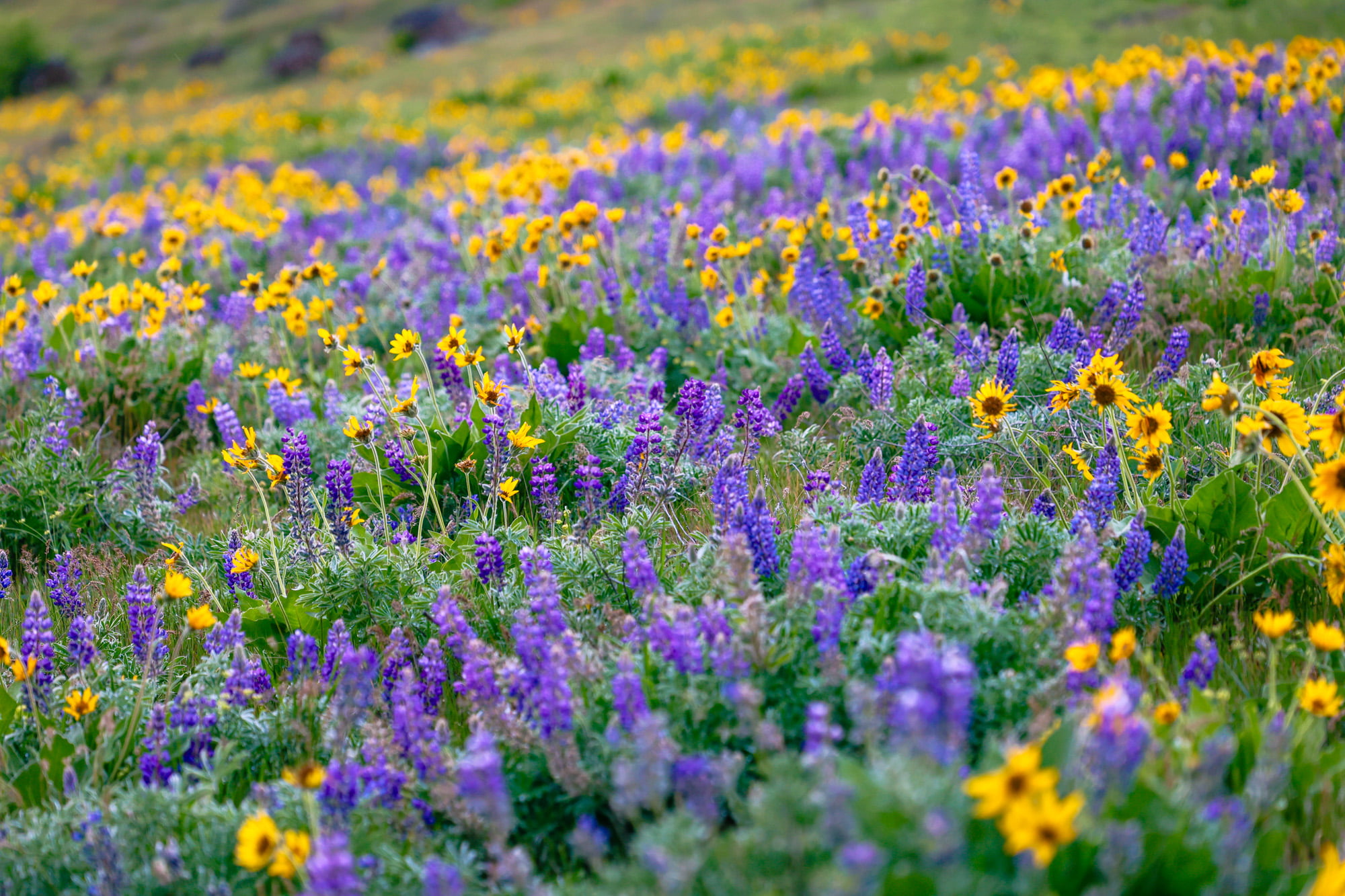 Six wildflower hikes near Portland, Oregon - Gwyn and Ami