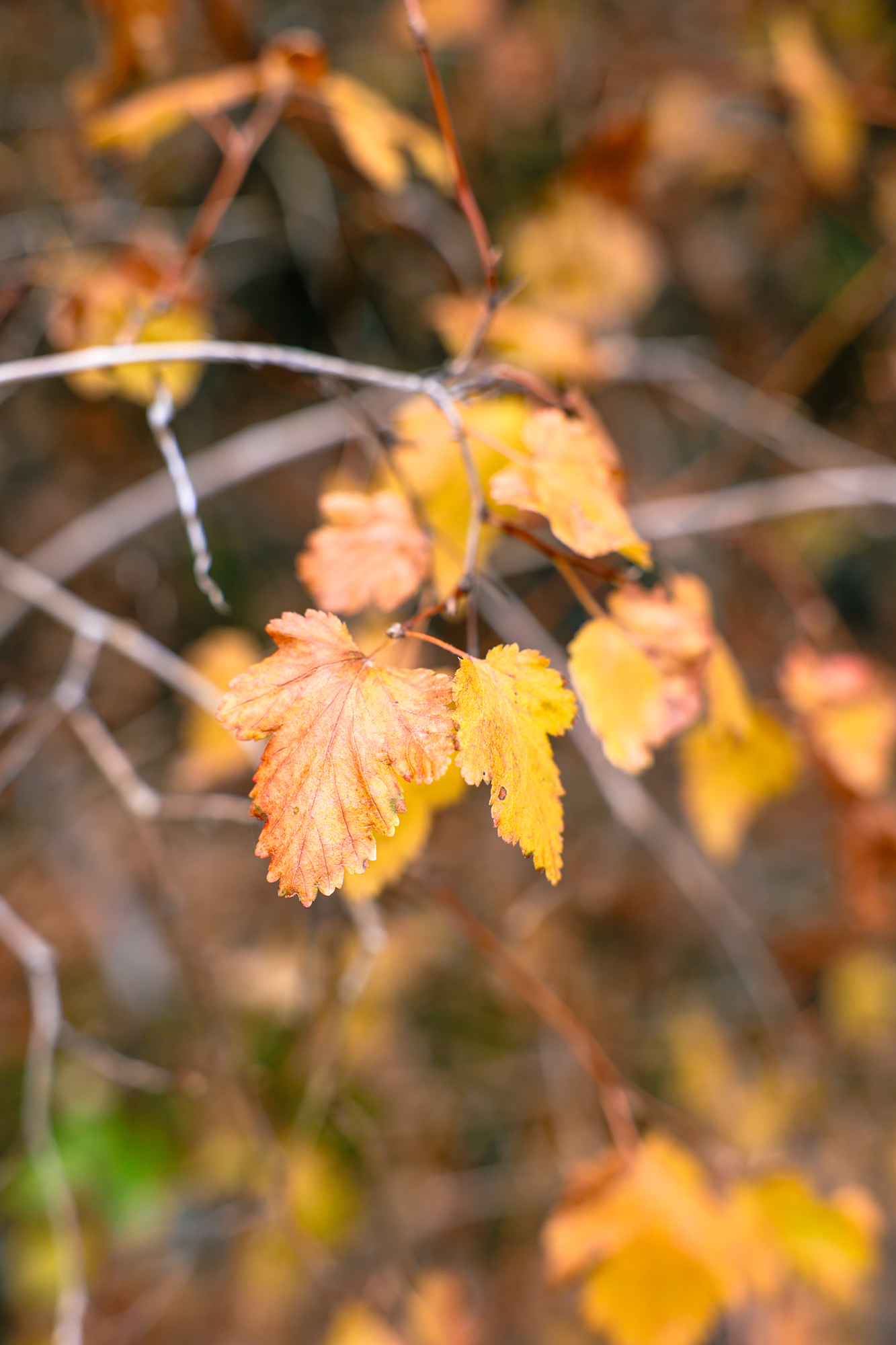 7 great places to see fall colors in Spokane - Gwyn and Ami