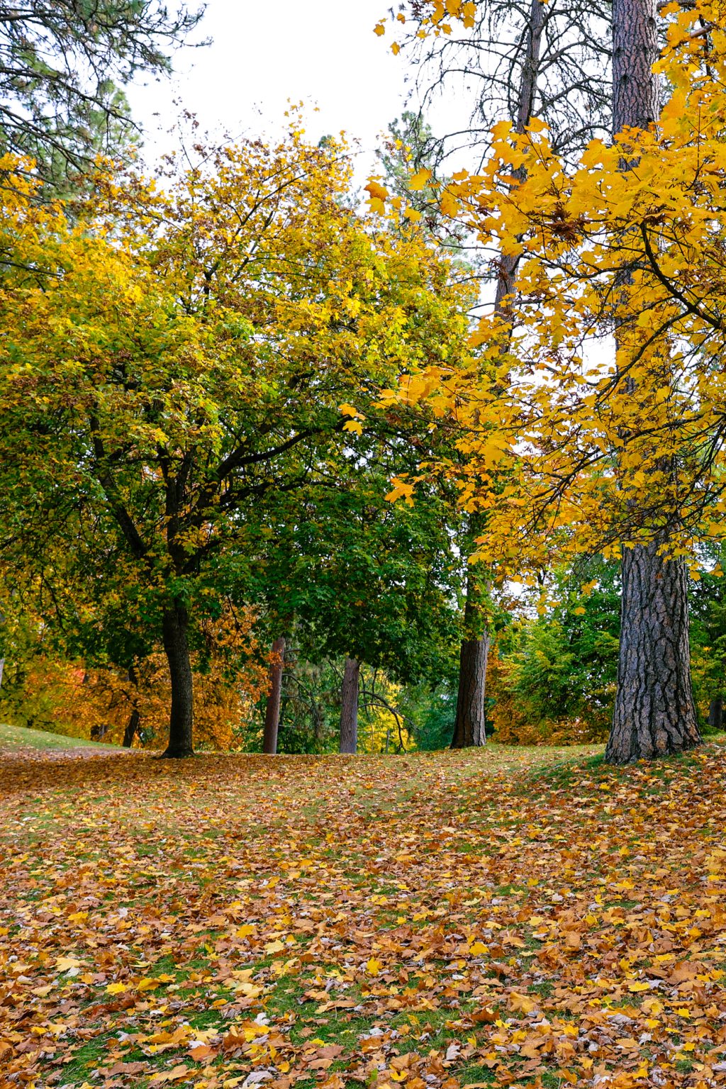 7 great places to see fall colors in Spokane - Gwyn and Ami