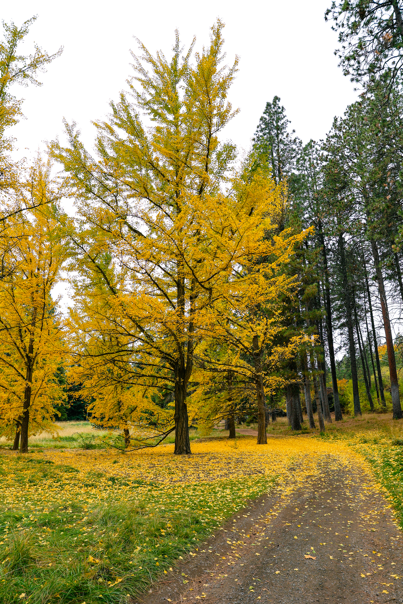 7 great places to see fall colors in Spokane - Gwyn and Ami