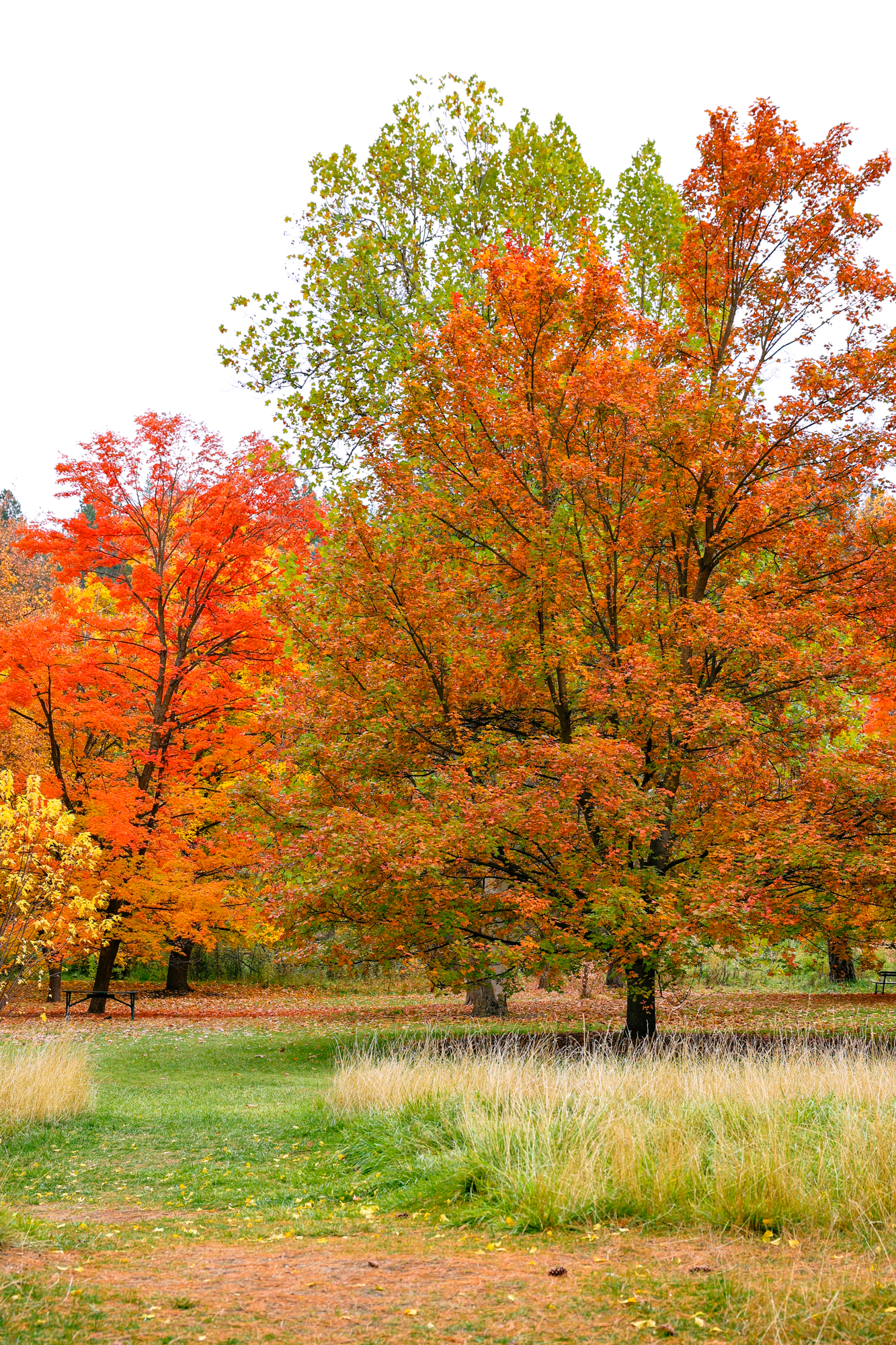 7 great places to see fall colors in Spokane - Gwyn and Ami