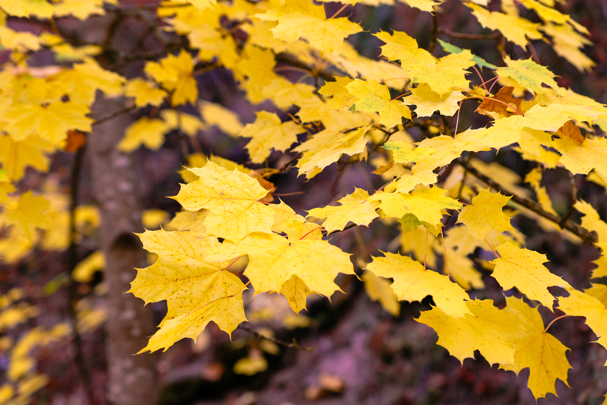 7 great places to see fall colors in Spokane - Gwyn and Ami