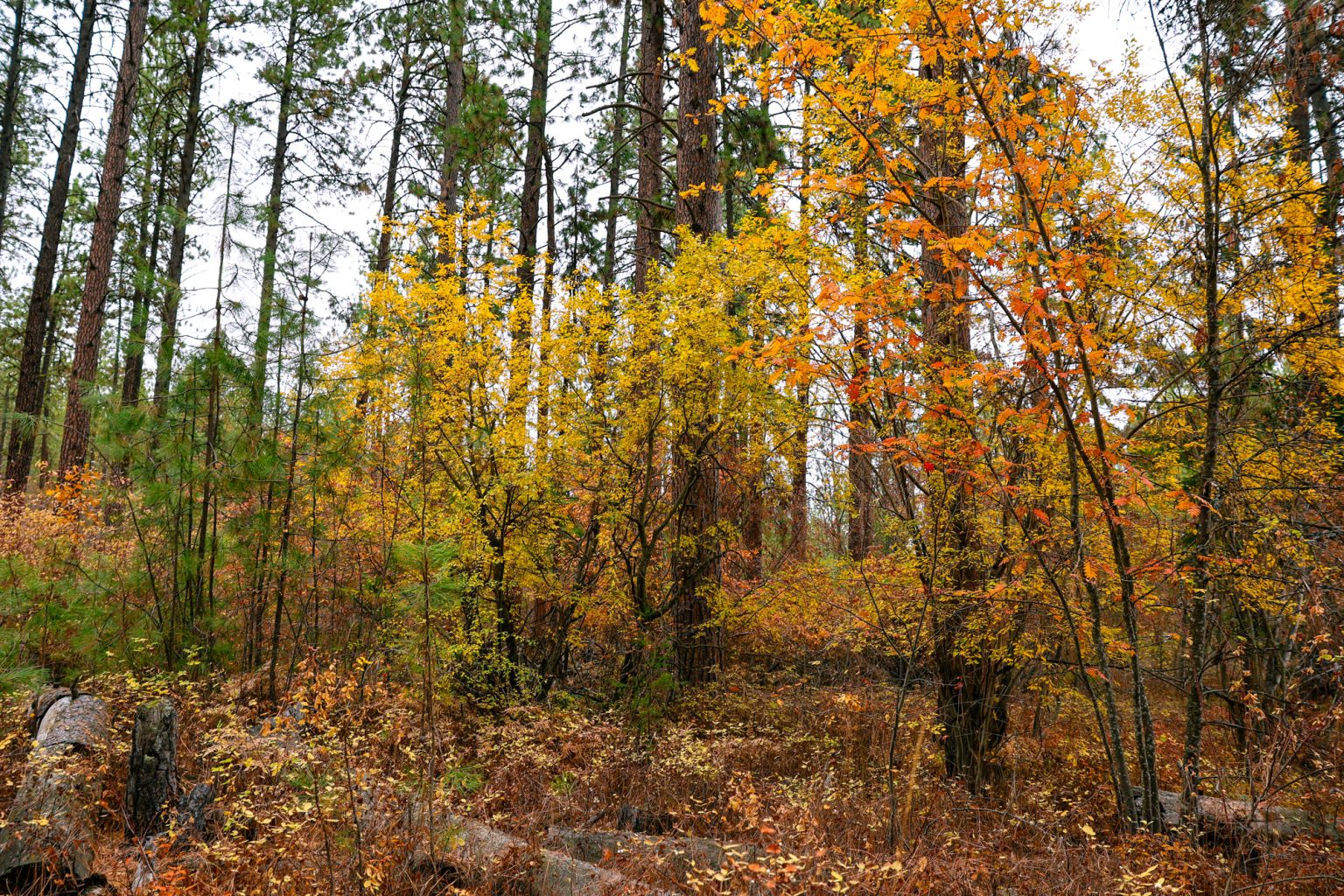 7 great places to see fall colors in Spokane - Gwyn and Ami