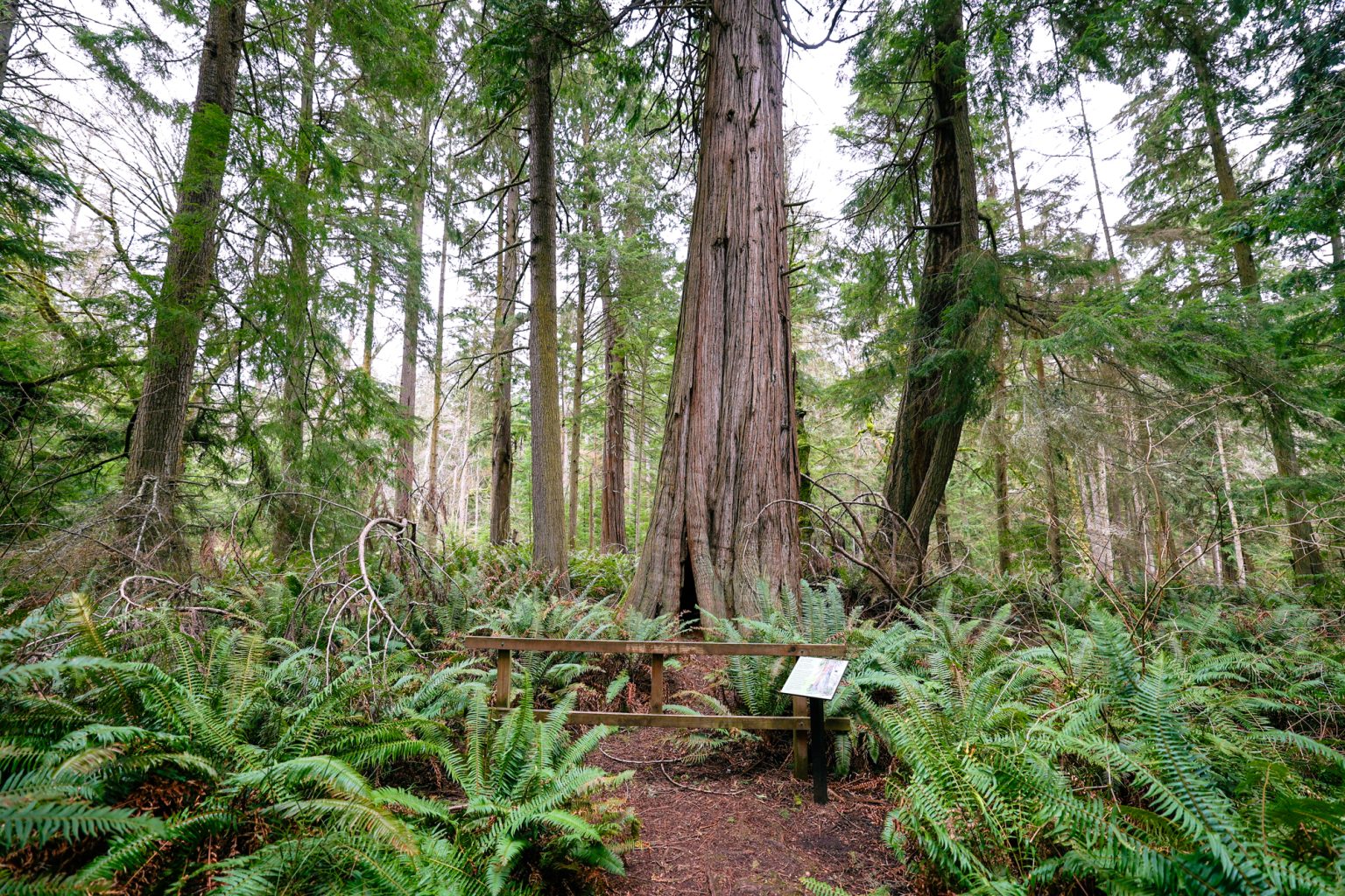 11 best hikes on Whidbey Island, Washington - Gwyn and Ami