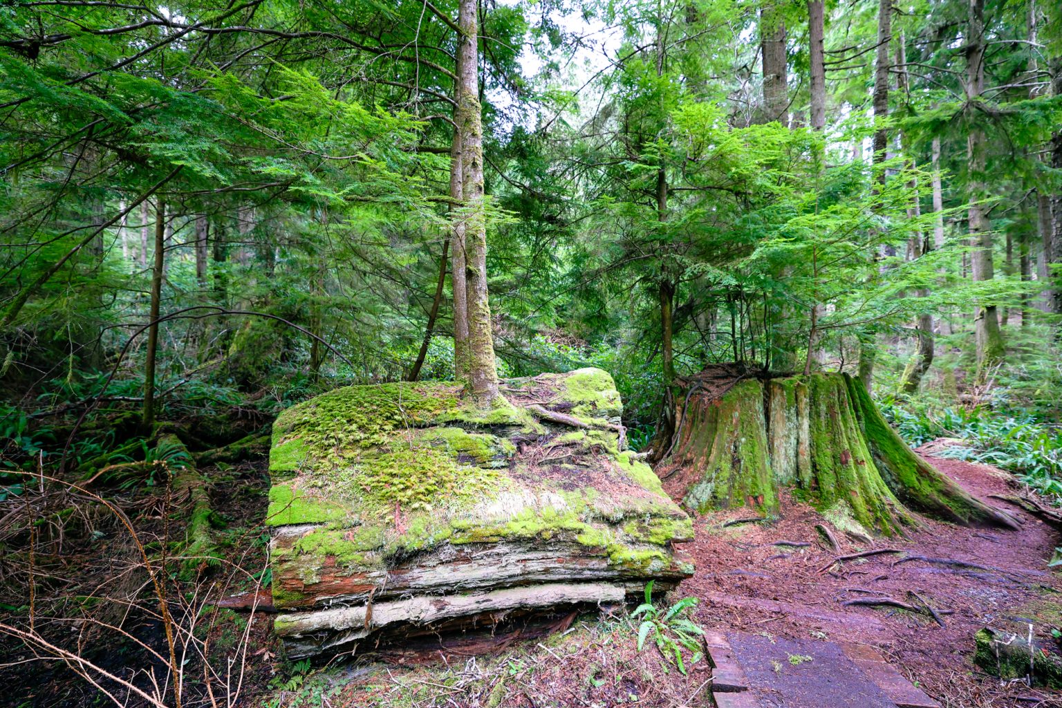 11 best hikes on Whidbey Island, Washington - Gwyn and Ami